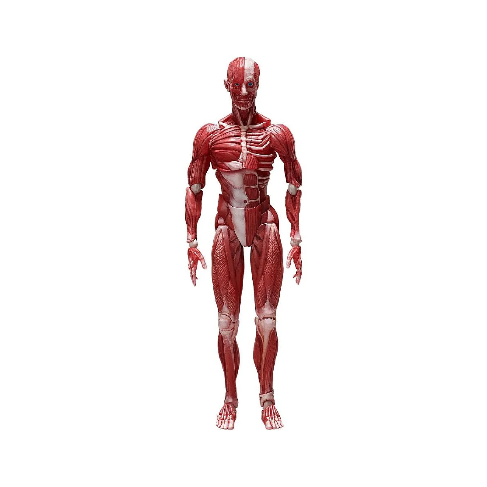 Original Character - Figurine Figma Human Anatomical Model 15 cm ...